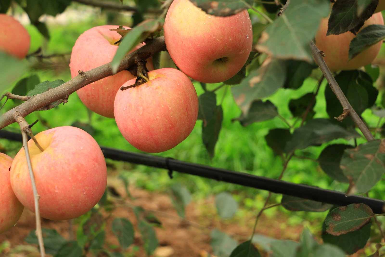 Increase Apple Yield Using Drip Irrigation | Netafim