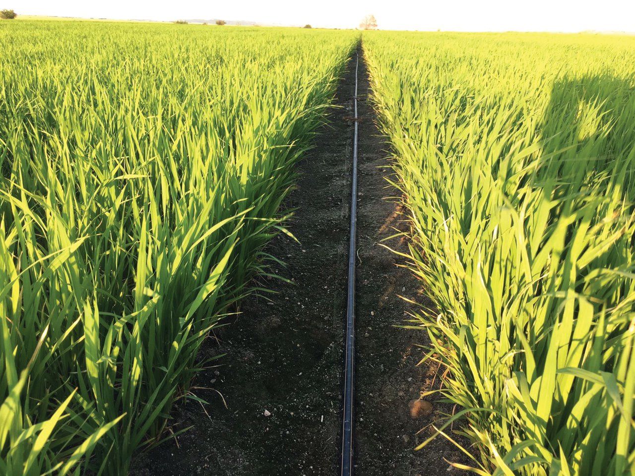 Drip irrigation | Netafim