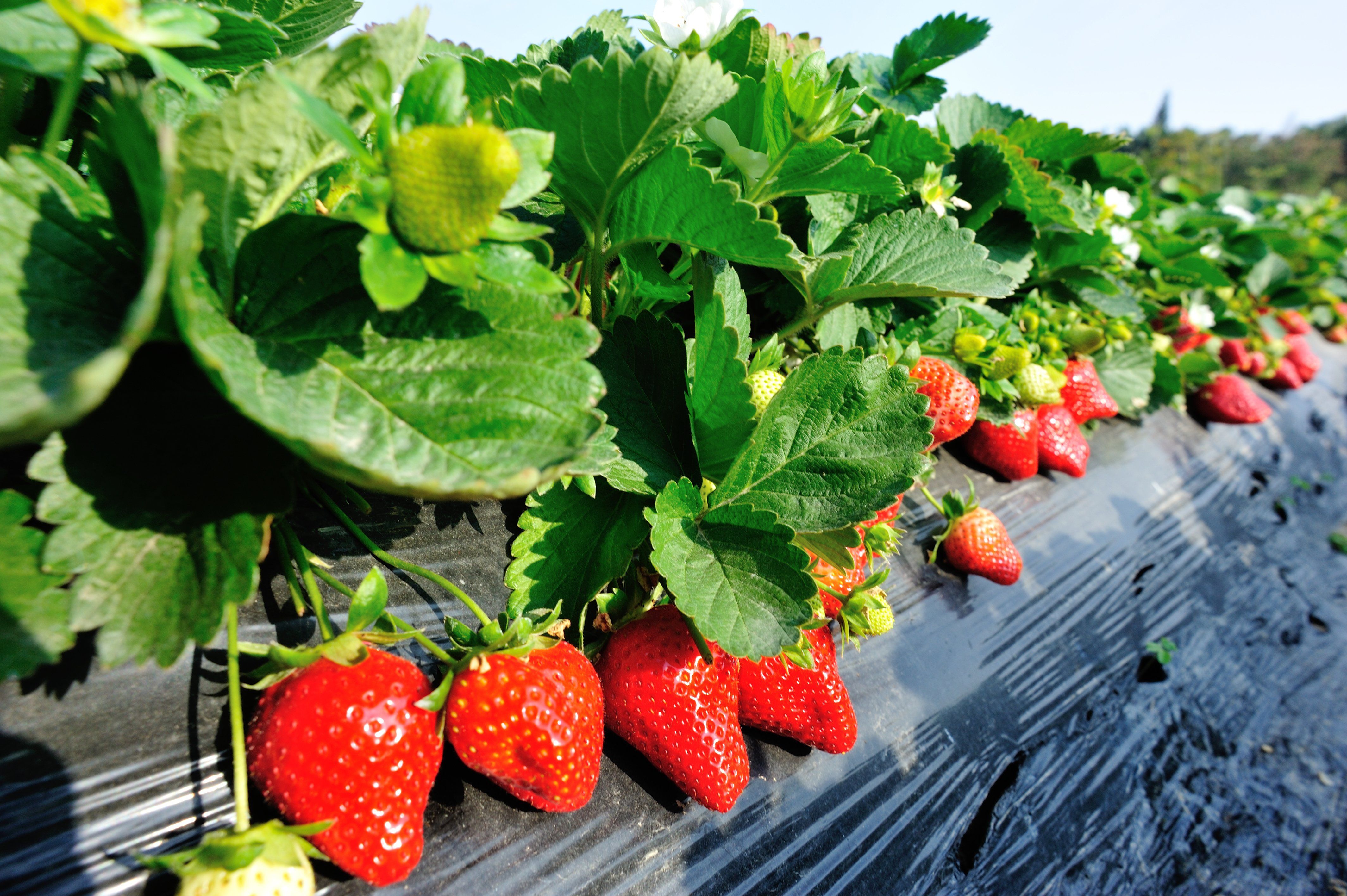 HydroCalc 3.0: Irrigation hydraulic calculation tool | Netafim