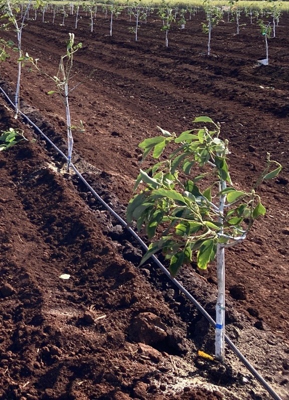 Guidelines for establishing tree crops with drip irrigation