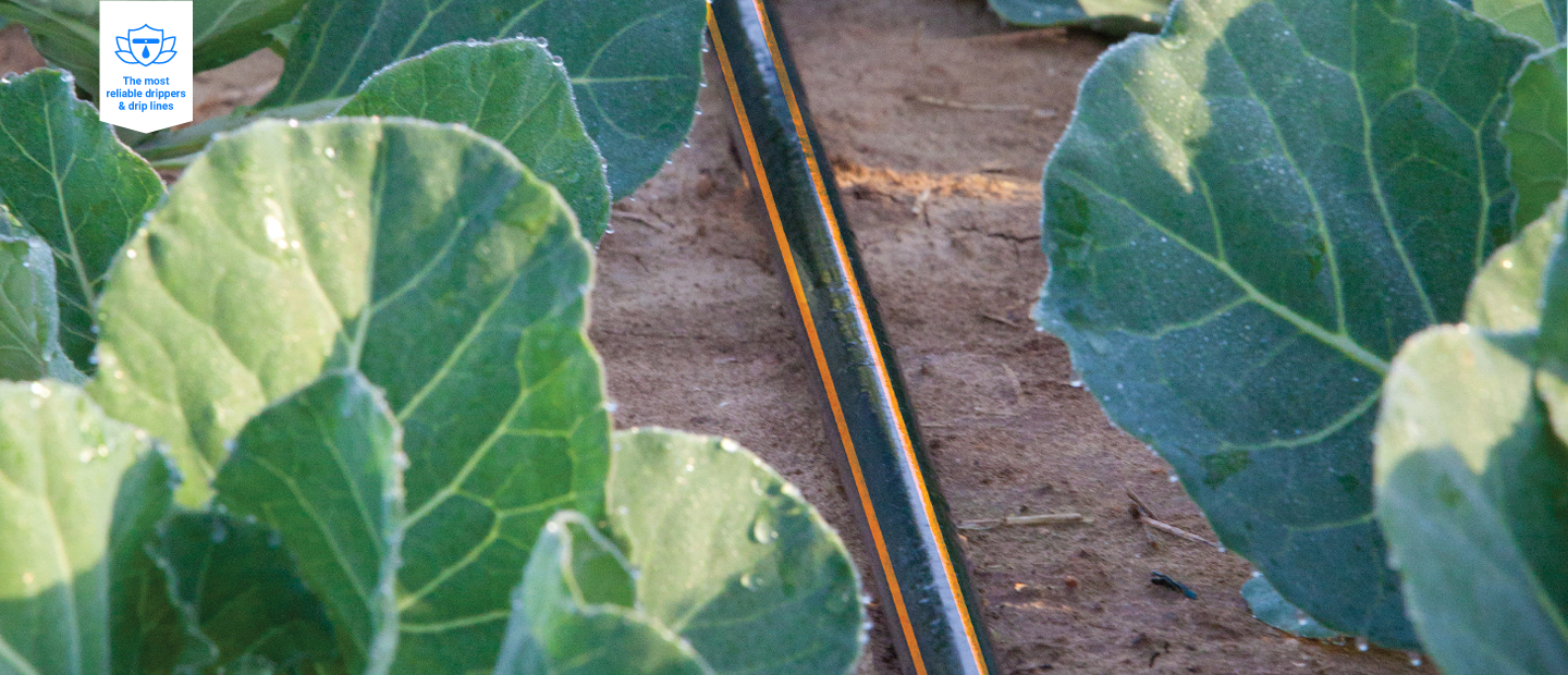 Drip irrigation | Netafim