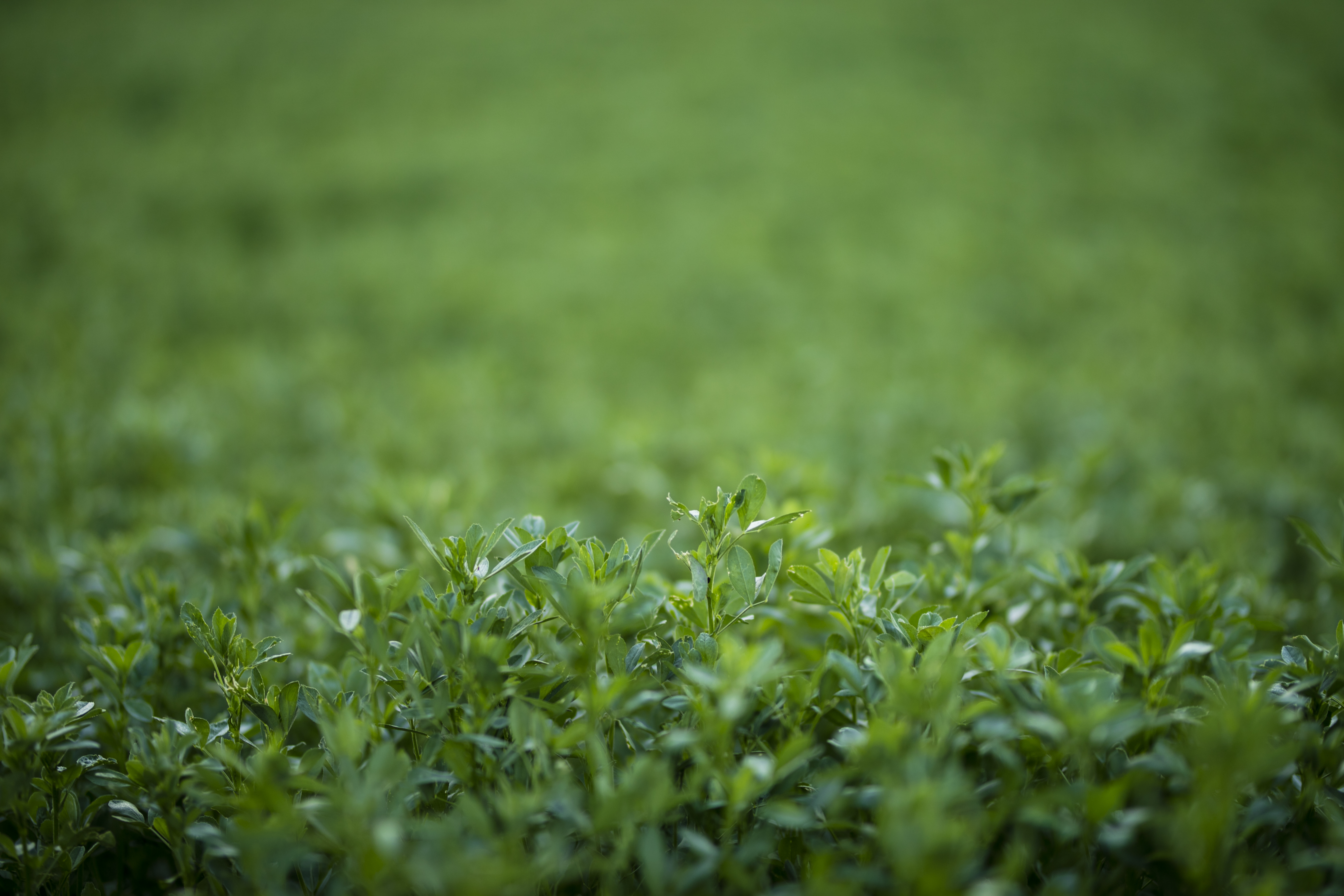 Smart irrigation solutions for lucerne | Netafim