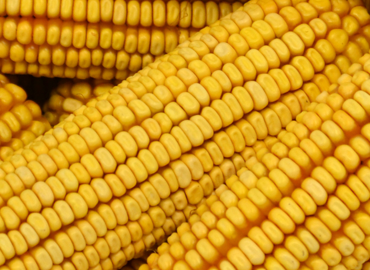 Irrigation solutions for corn | Netafim