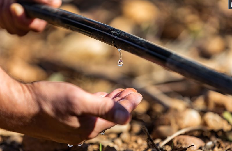 Smart irrigation solutions for lucerne | Netafim