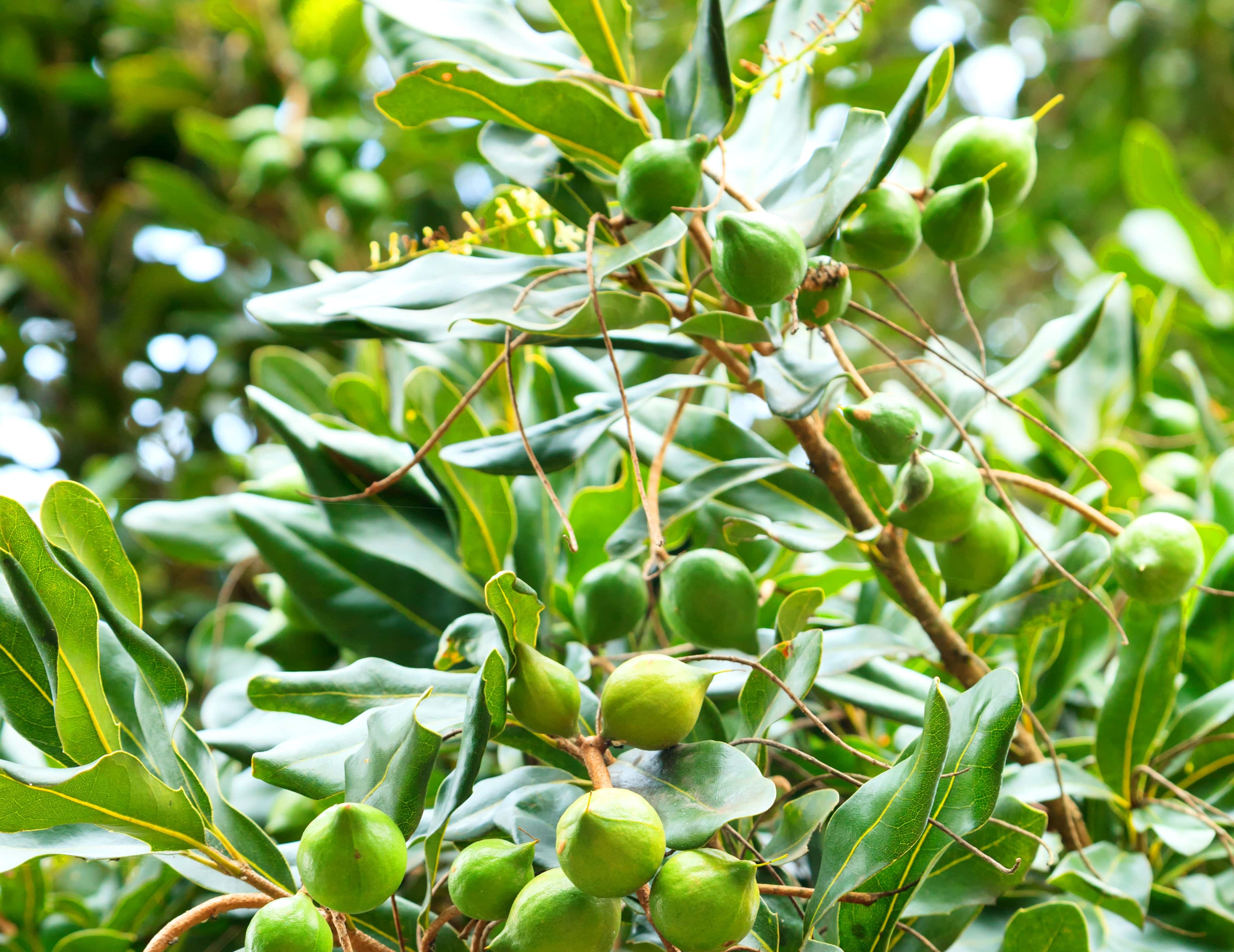From crop to macadamia faster with precision irrigation |Netafim