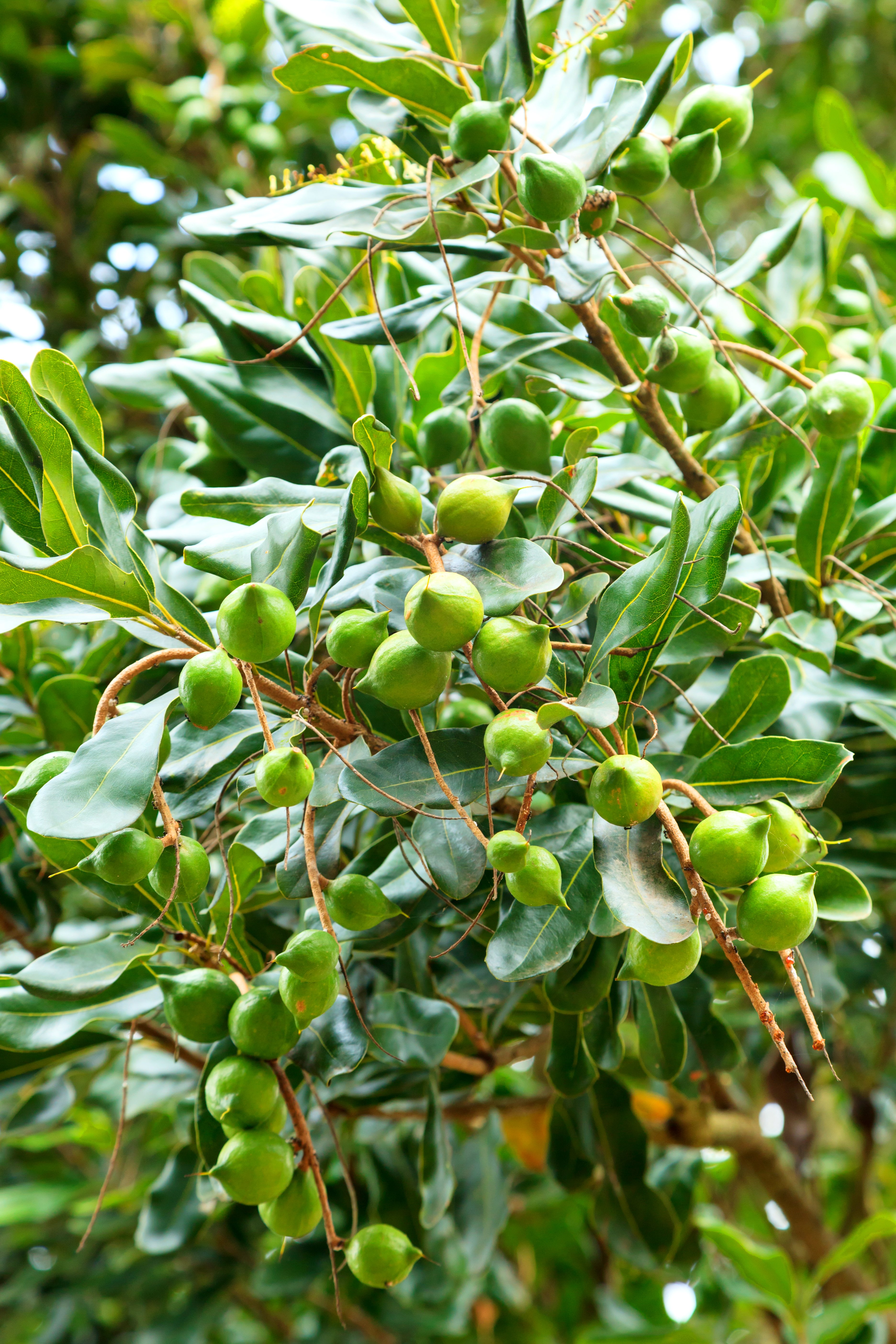 From crop to macadamia faster with precision irrigation |Netafim