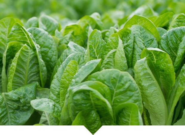 Precision Nutrigation