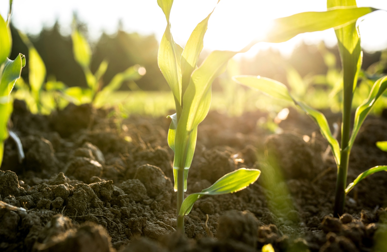 Open fields irrigation | Netafim