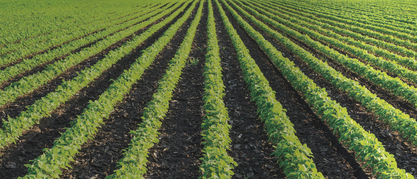 Open fields irrigation | Netafim