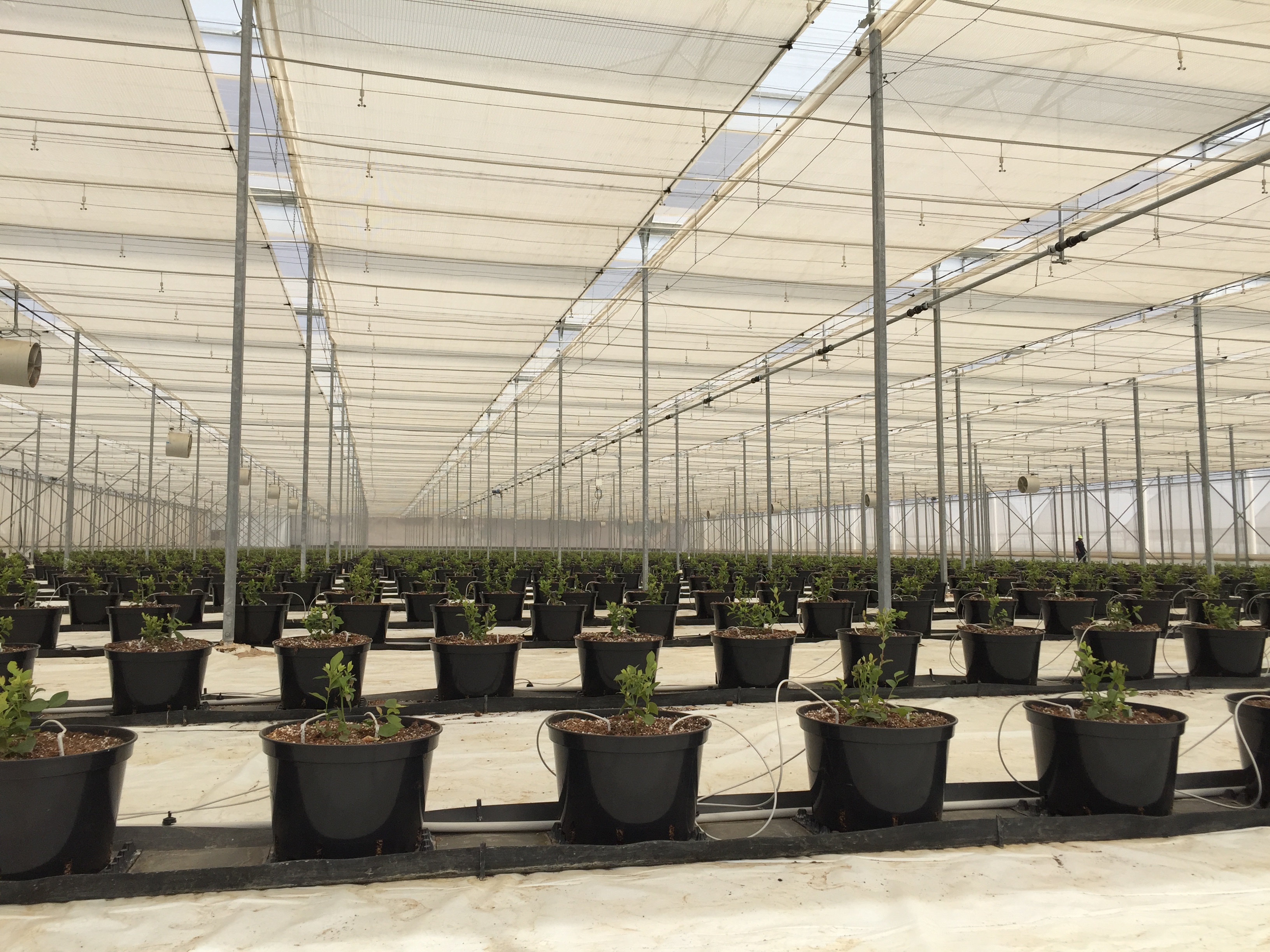 Greenhouse technology | Netafim