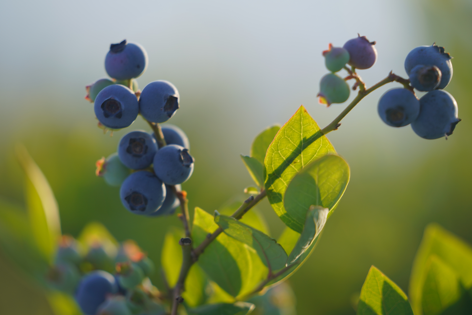 Drip irrigation for high quality blueberries | Netafim