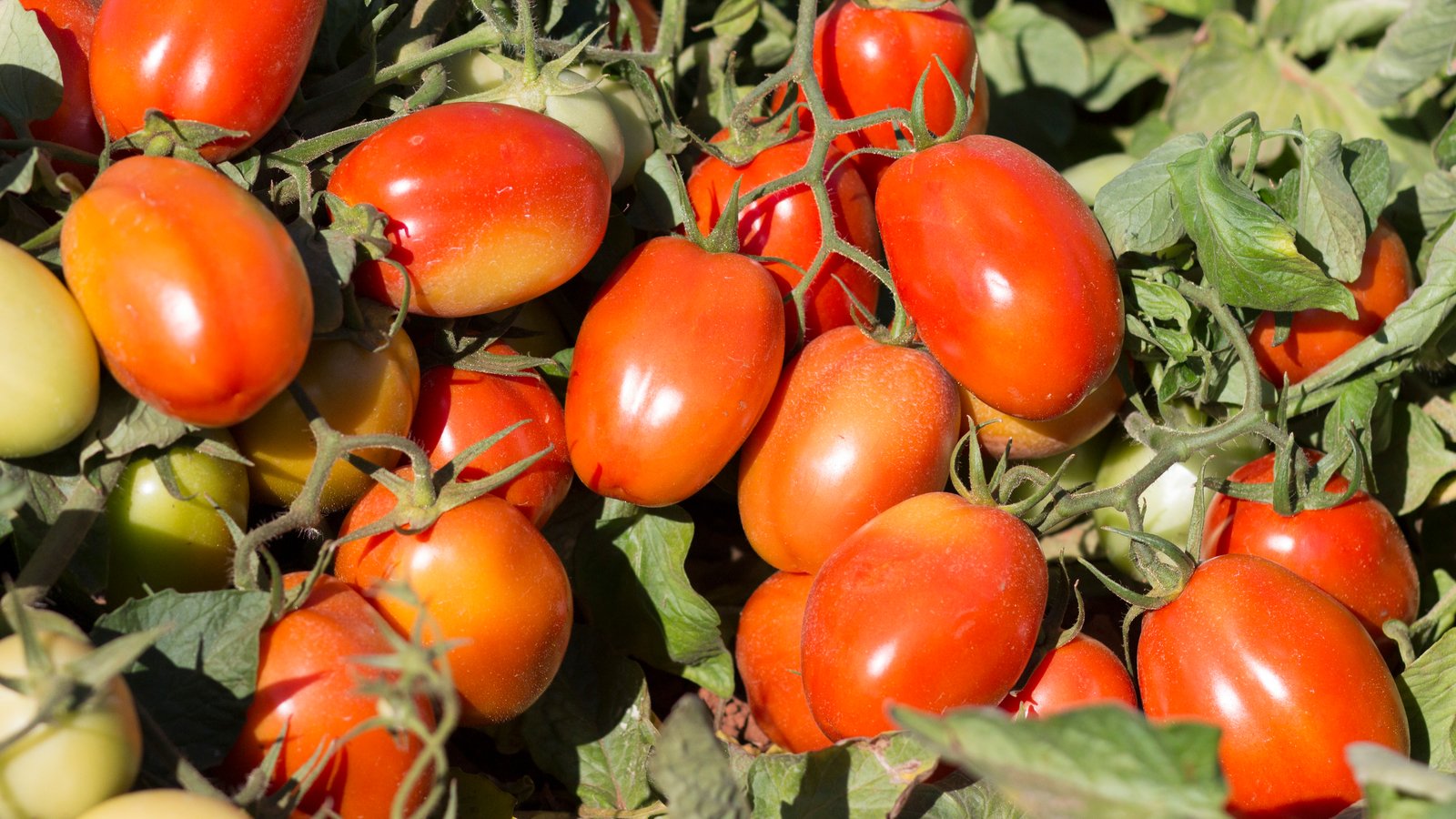 High Brix for full-flavour processing tomatoes | Netafim