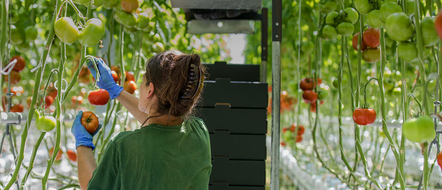 Nutrigation solutions for every application| Netafim