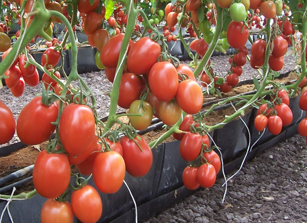 Precision Nutrigation